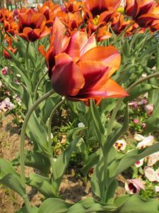 スラヴァ（ムボタ） ｜ となみチューリップフェア